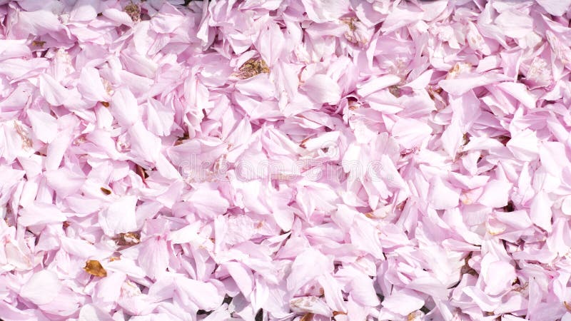 Pink Petals Background stock photo. Image of petals, rosacea - 53506826