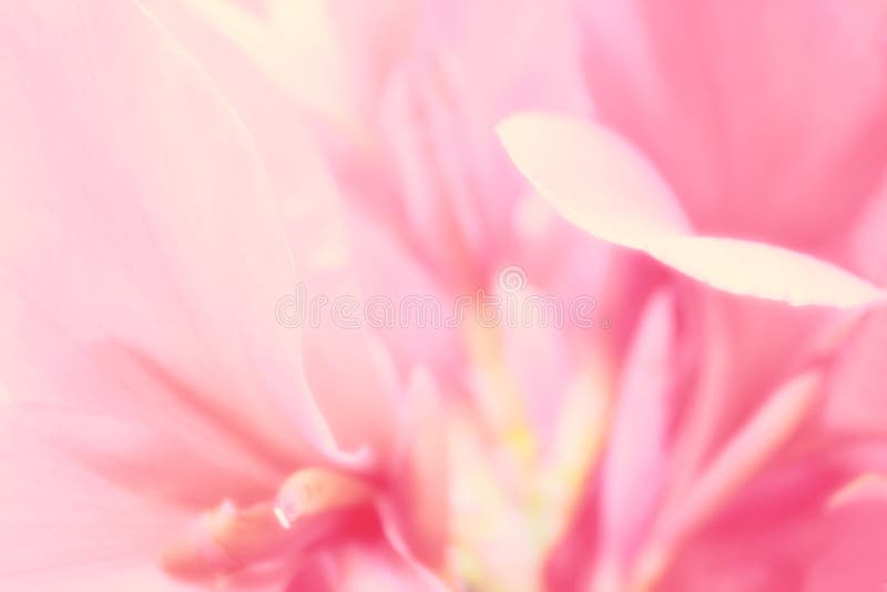 Pink Petals Flower Abstract Background Stock Photo - Image of white ...
