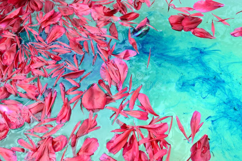 Pink Petals of Flowers Floating on Blue Water Surface . Stock Image ...