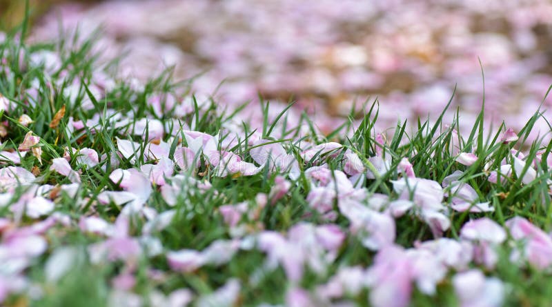 Pink petals on grasses stock photo. Image of background - 84016226
