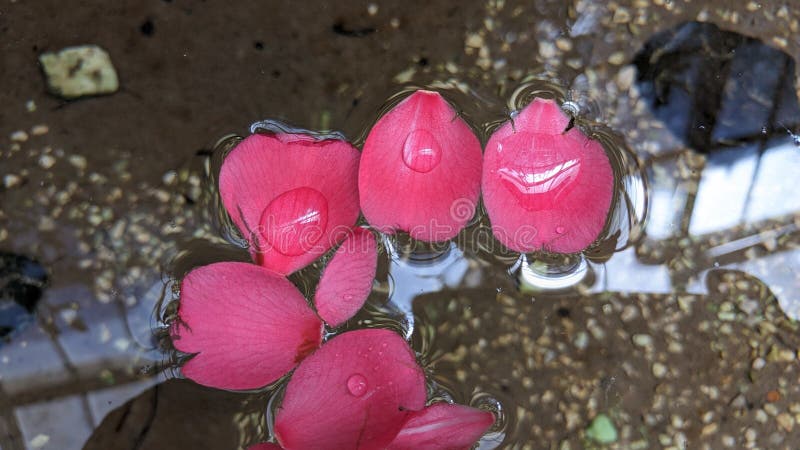 Rose Petals Float on the Surface of the Water in a Pond with Clear ...