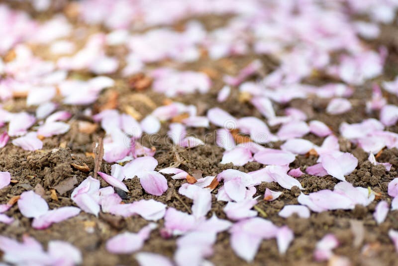 Pink petals on soil stock image. Image of beauty, lawn - 84005045