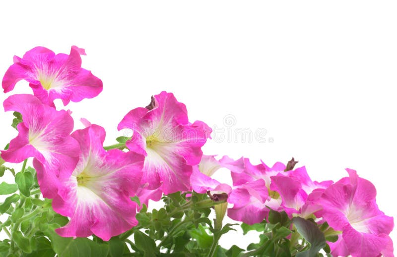 Pink petunia border stock image. Image of isolated, leaf - 18316547