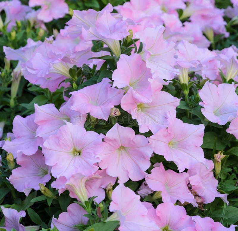 Pink petunia flower stock image. Image of blossom, fresh - 37132779