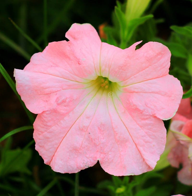 Pink petunia flower stock image. Image of flora, petunia - 48880821