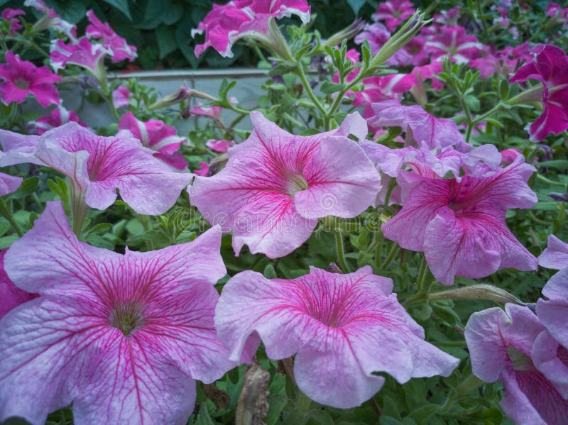 Pink Petunia Flower Plants with Multiple Flowers Stock Image - Image of ...