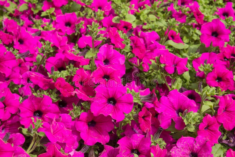 Pink petunia flowers stock photo. Image of floral, detail - 97958752