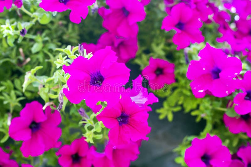 Pink Petunia Flowers Outside. Stock Photo - Image of lush, outdoor ...