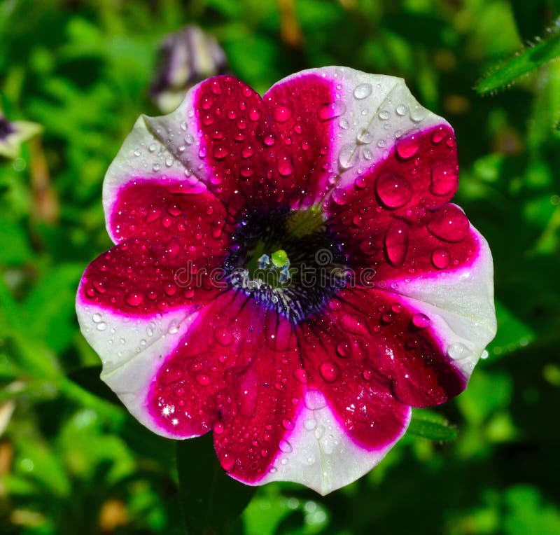 Pink Petunia with Water Drops Stock Photo - Image of fresh, tower: 32696756