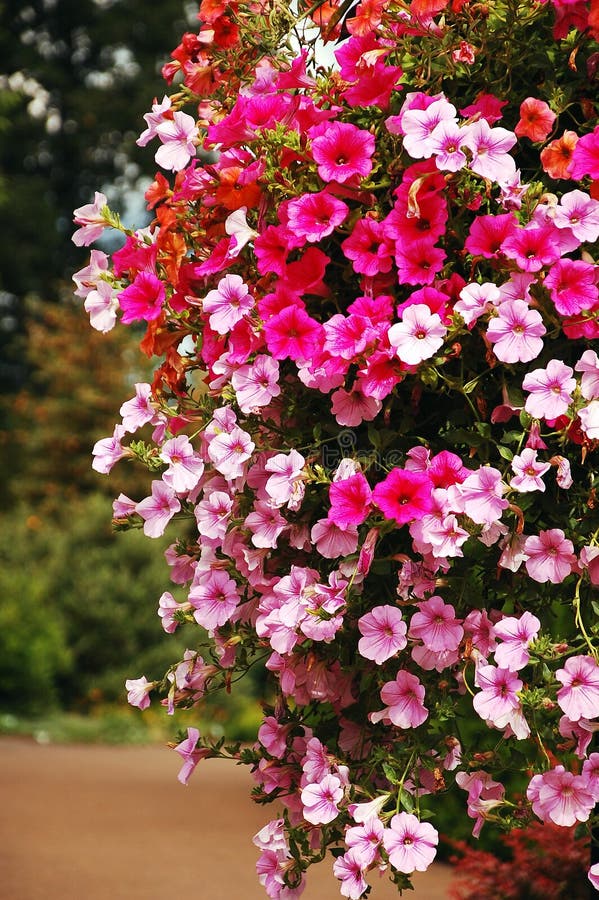 A Pot of Pink Petunias Stands on the Window, Beautiful Spring and ...