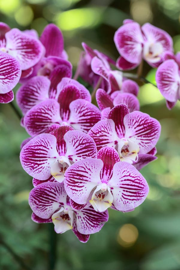 Pink Phalaenopsis Orchids or Moth Orchids Stock Image - Image of petal ...