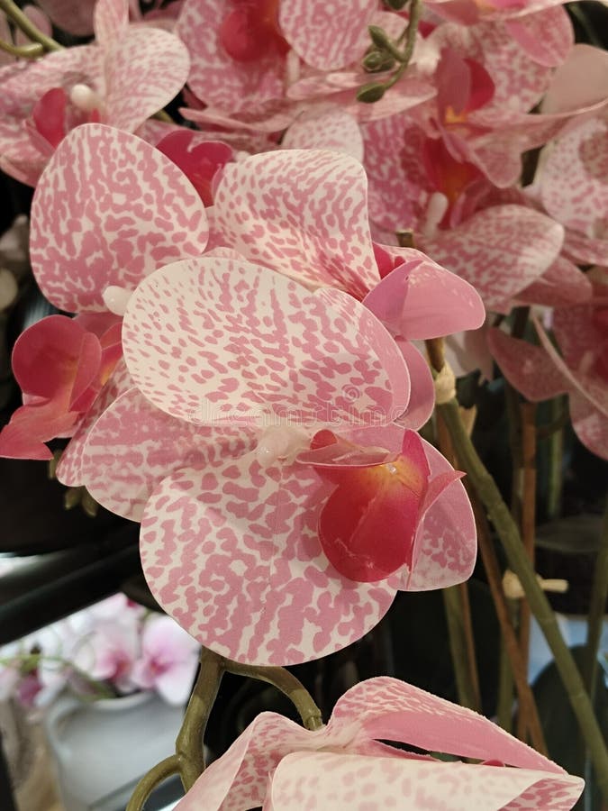 Orchid Cluster Blooms Intricate Patterns Stock Photos - Free & Royalty ...