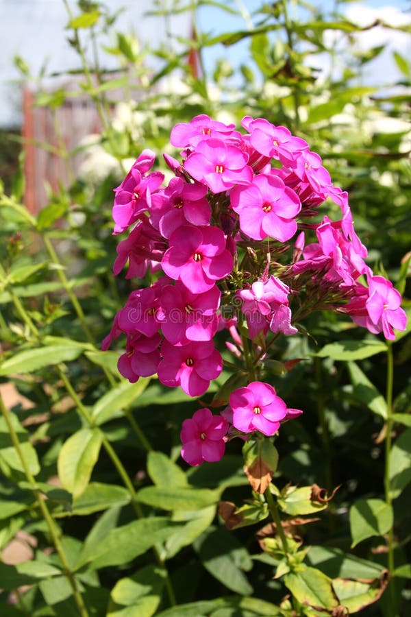 Phlox stock image. Image of plants, details, closeup - 52430297