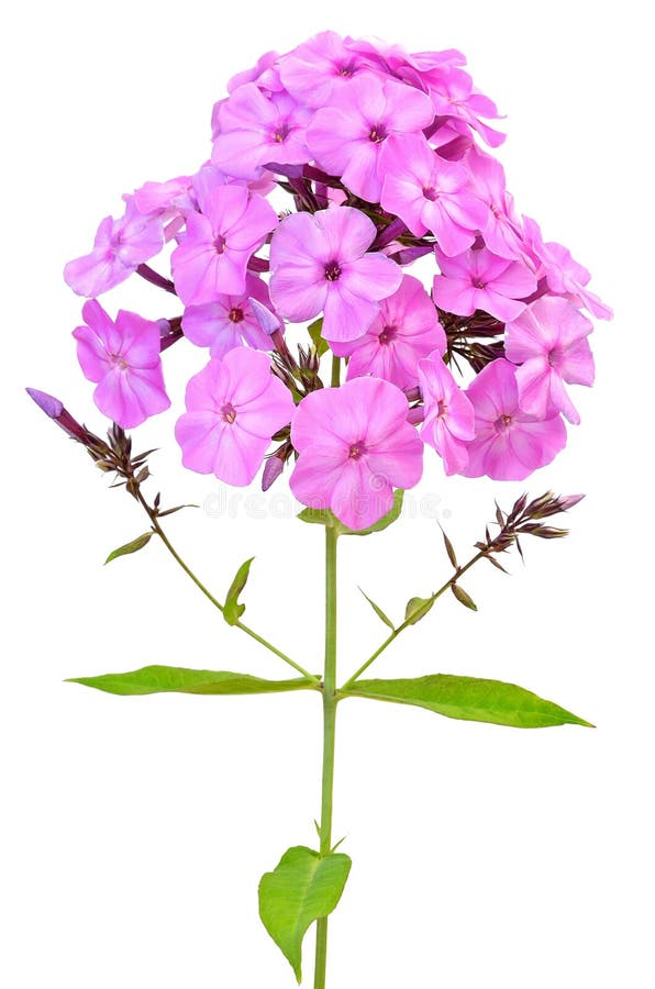 Pink Phlox Macro in the Garden Stock Image - Image of bloom, macro ...