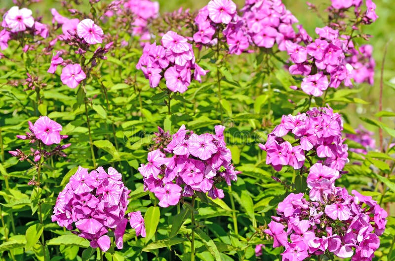 Pink phlox stock photo. Image of decoration, vibrant - 26907774