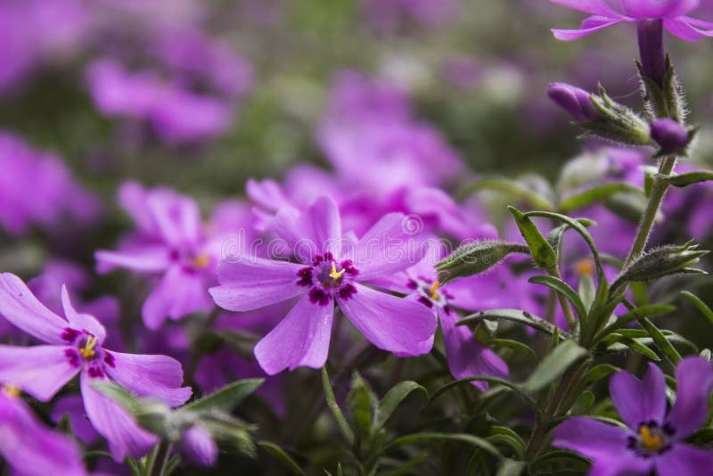 Pink Phlox, Blossoming Spring Flowers. Creeping Phlox Stock Photo ...