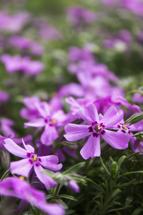 Pink Phlox, Blossoming Spring Flowers. Creeping Phlox Stock Image ...