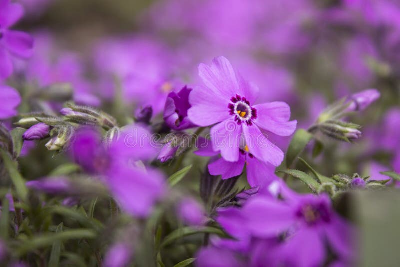 Pink Phlox, Blossoming Spring Flowers. Creeping Phlox Stock Photo ...
