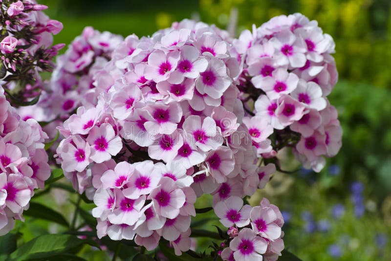 Pink Phlox Flower stock photo. Image of green, paniculata - 149648420