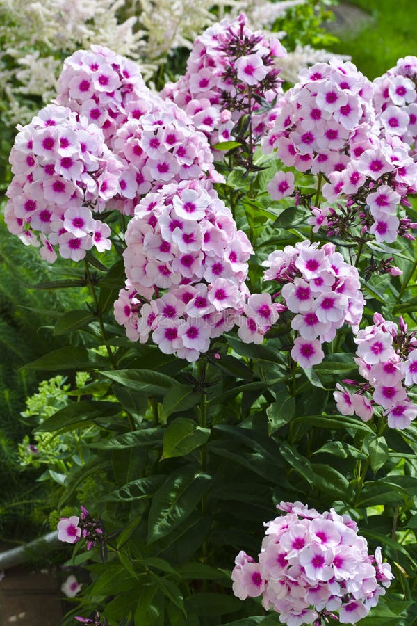 Pink Phlox Flower stock photo. Image of green, paniculata - 149648420