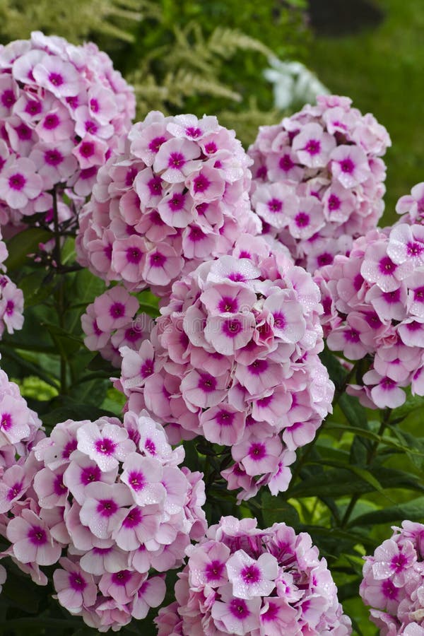 Pink Phlox Flower stock image. Image of summer, flowers - 149650231