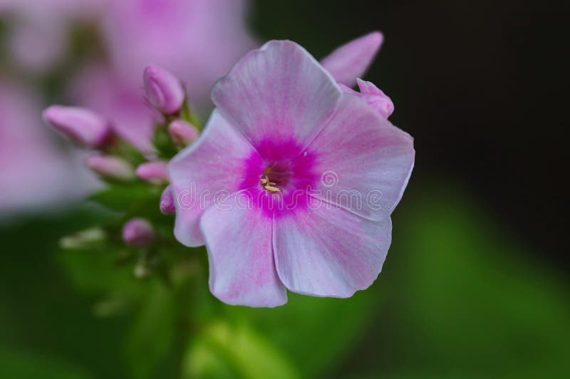 Pink phlox flower stock image. Image of attractive, details - 76310943