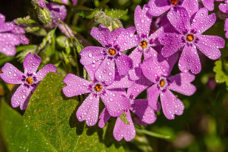 Pink Phlox Flowers Covered with Dew Drops. Stock Image - Image of ...