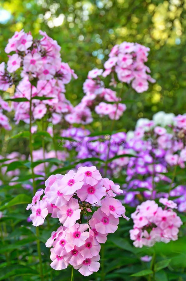 Pink phlox flowers stock photo. Image of foliage, petal - 29923270