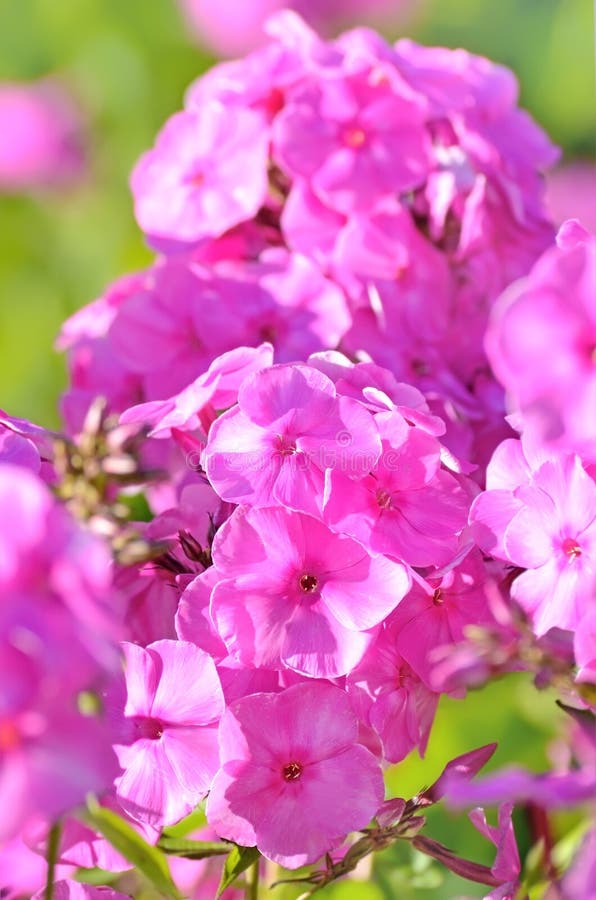 Pink phlox flowers stock photo. Image of green, botany - 33302520