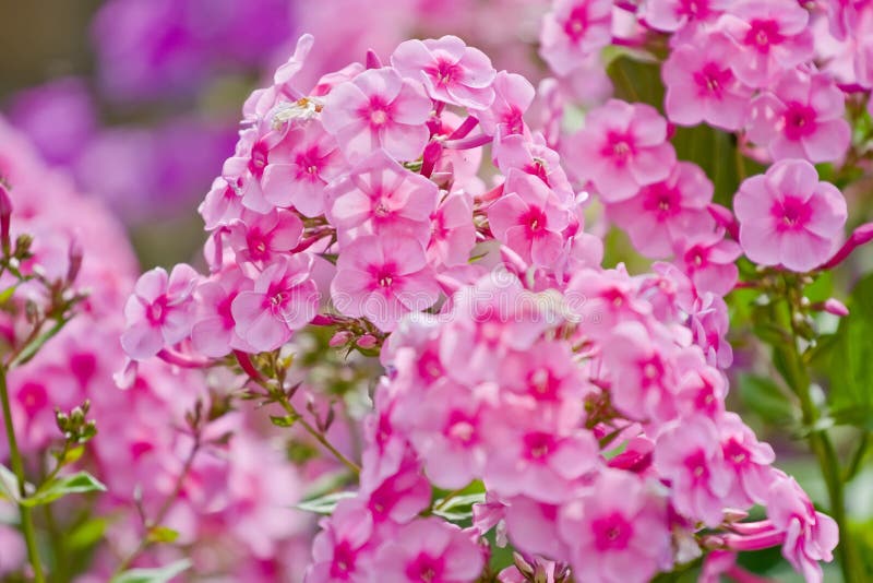 Pink phlox stock image. Image of colorful, spring, plant - 33430579