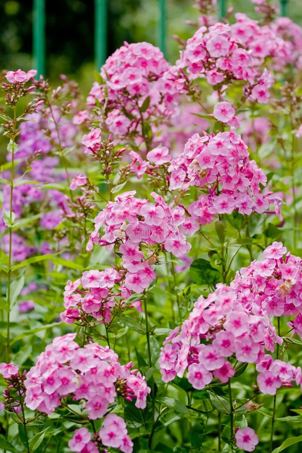 Pink phlox stock image. Image of colorful, spring, plant - 33430579