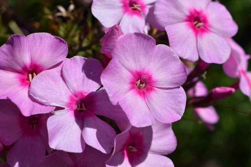 Pink phlox flowers stock photo. Image of blossom, flower - 90219122