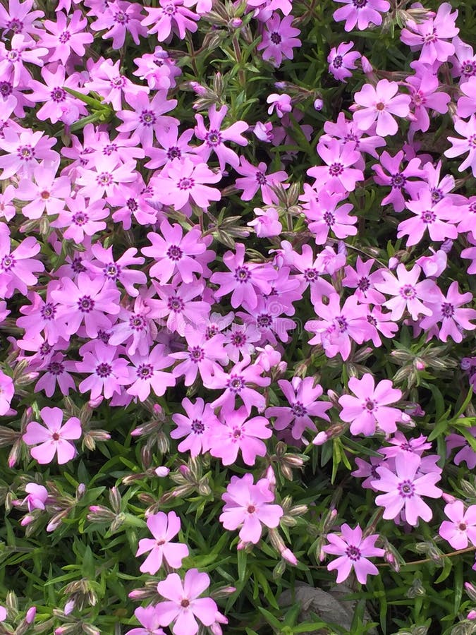 Pink phlox stock image. Image of phlox, spring, flowers - 91891017