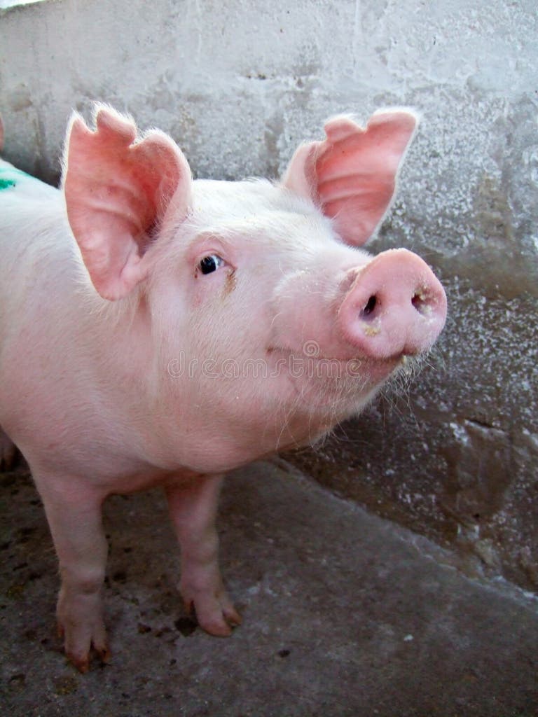 60,166 Pink Pig Stock Photos - Free & Royalty-Free Stock Photos from ...