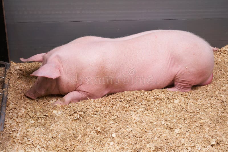 Pink pig stock image. Image of animal, piggy, boar, show - 14562933