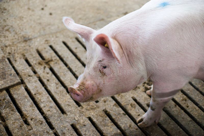 Pink pig in a dirty stable stock photo. Image of dirty - 72074192