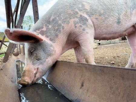 Pink Pig Drinking Water from a Trough Stock Image - Image of farm, barn ...