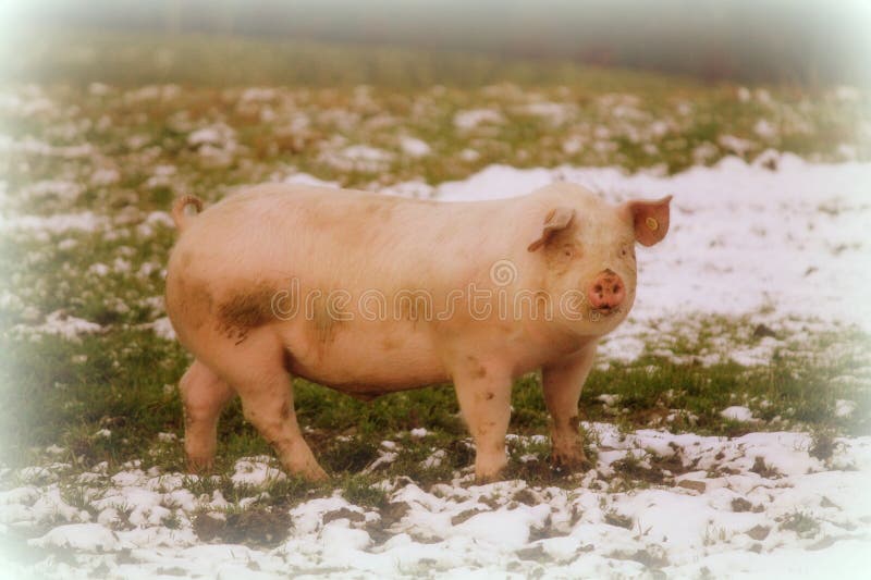 Small pig in winter stock image. Image of cattle, herd - 275008711