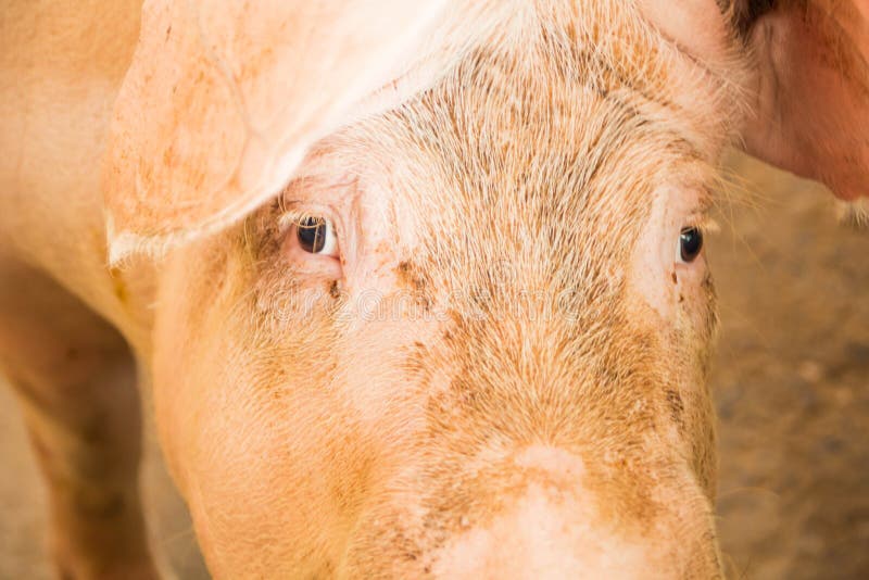 Pig eyes stock photo. Image of food, livestock, pork - 19480358