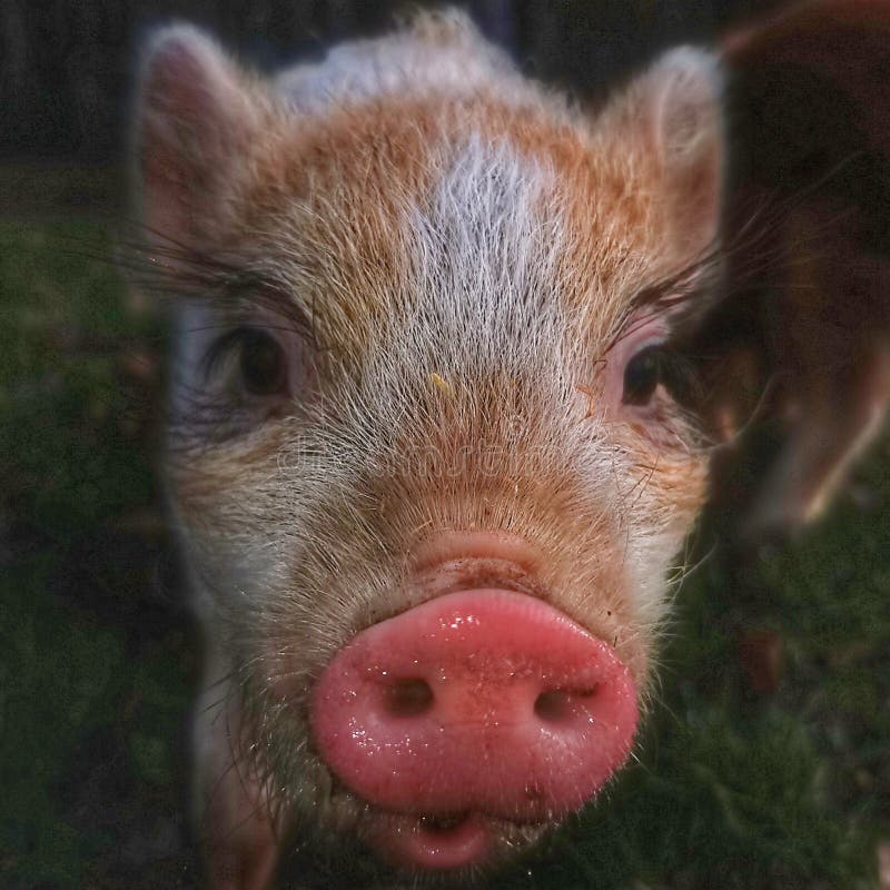 Pink pig nose stock photo. Image of nose, pink, farm - 177514400