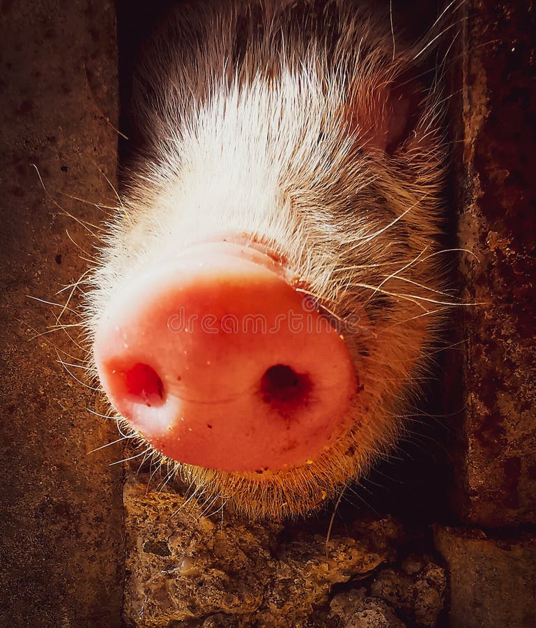 Pink pig nose stock image. Image of painting, skin, brown - 253184031