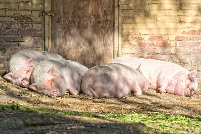 Pink pig sleeping stock photo. Image of piglets, pigs - 47032758