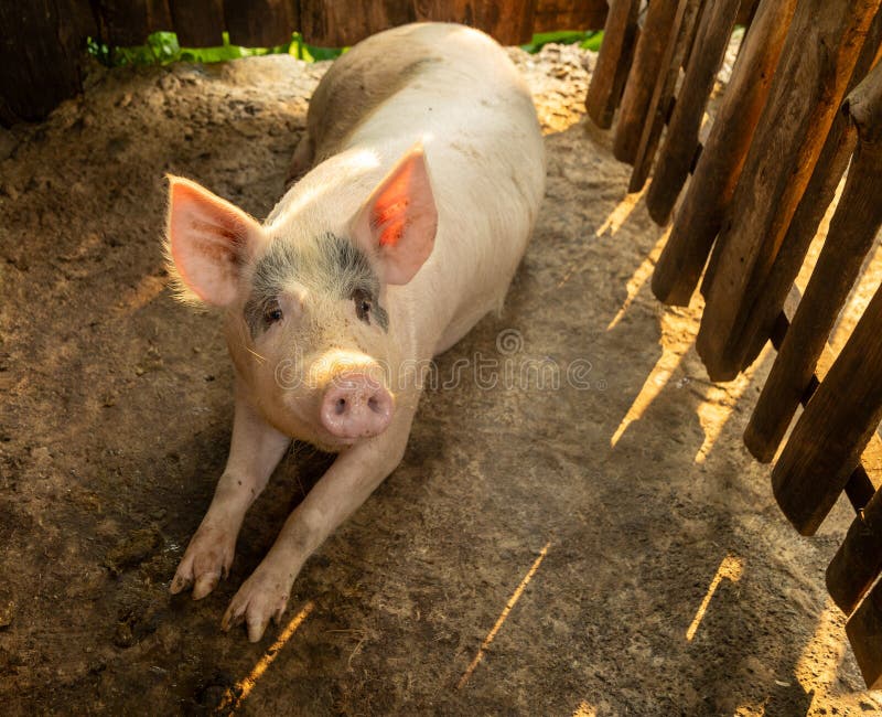 Pink Pig in a Wooden Pig Sty Stock Image - Image of nature, staring ...