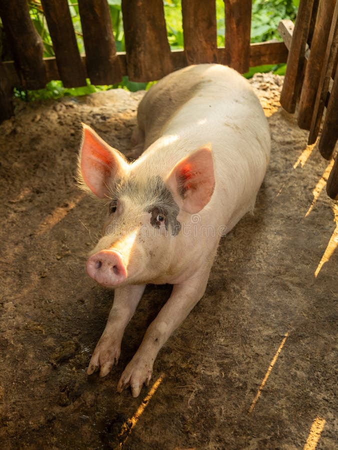 Pink Pig in a Wooden Pig Sty Stock Image - Image of barbeque, swine ...