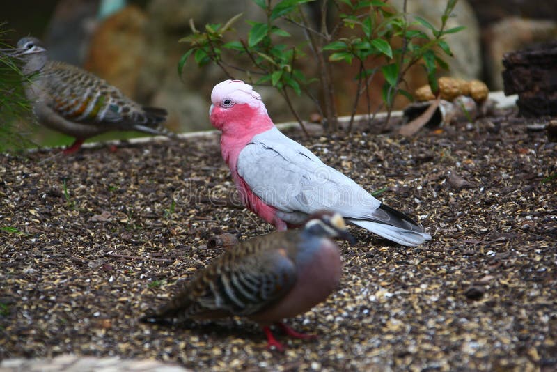 Pink Pigeon stock photo. Image of exotic, pink, rare - 53580900
