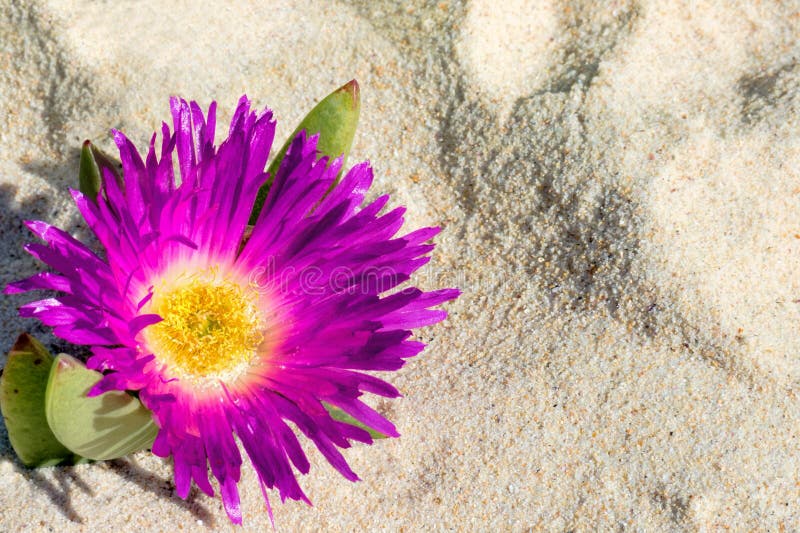Pink pigface flower stock image. Image of desert, cactus - 32980311
