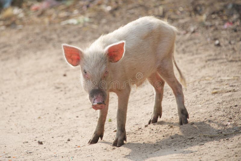 Pink piglet stock photo. Image of ground, walking, nose - 35312200