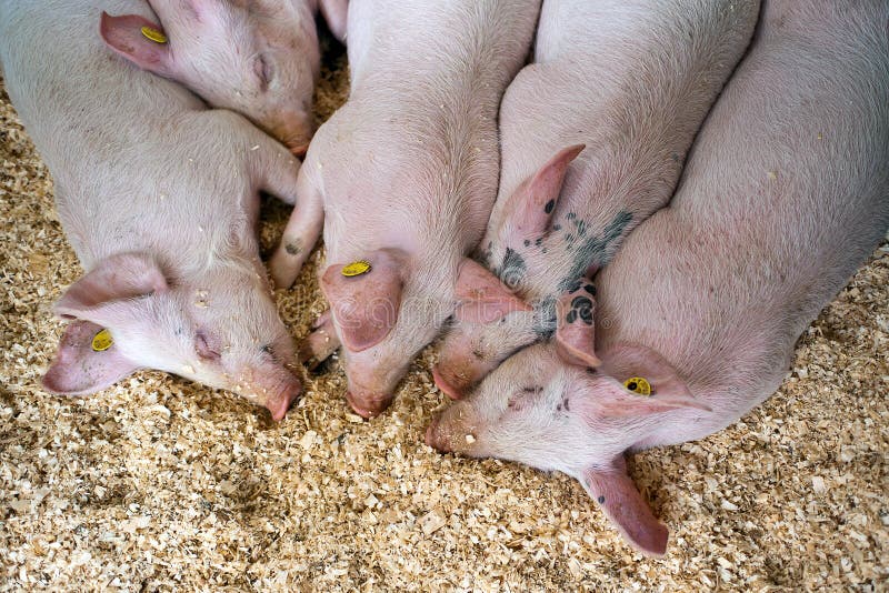 Pink pigs stock image. Image of farming, porky, pink - 20357799