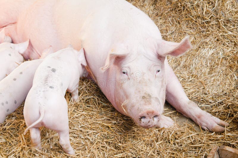 Pink pigs stock photo. Image of barn, agriculture, piggy - 21494128