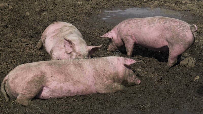 Pigs Mud Rooting stock video. Video of dirty, eating - 172345745